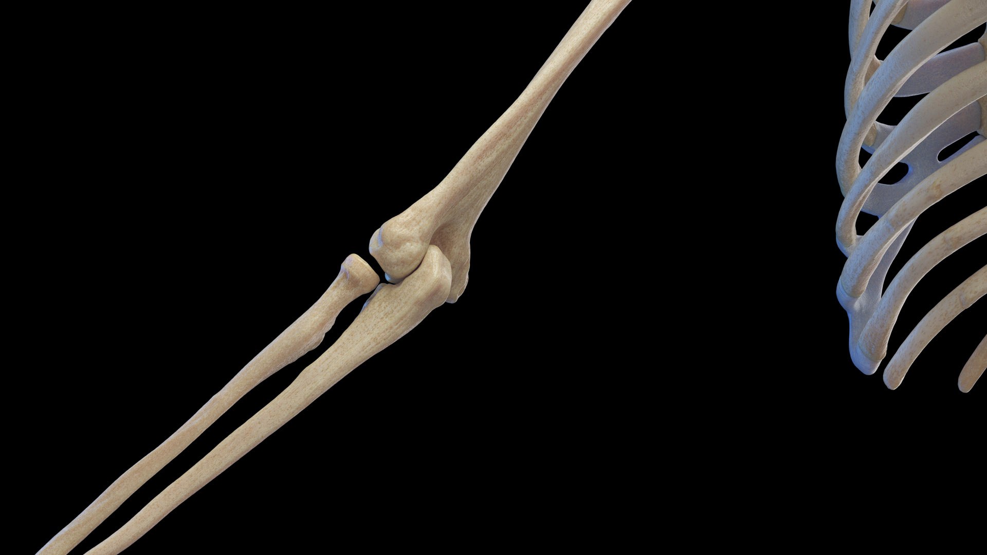 Human Female Body Skeleton And Muscles Static 3D Model - TurboSquid 2064314