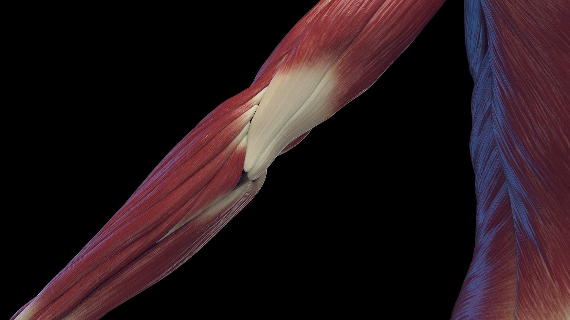 Human Female Body Skeleton And Muscles Static 3D Model - TurboSquid 2064314