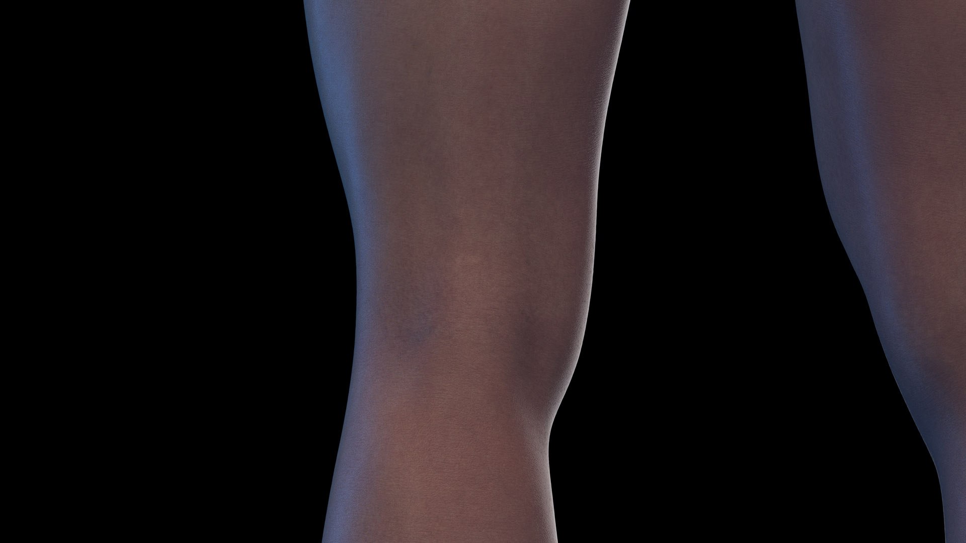 Human Female Body Skeleton And Muscles Static 3D Model - TurboSquid 2064314