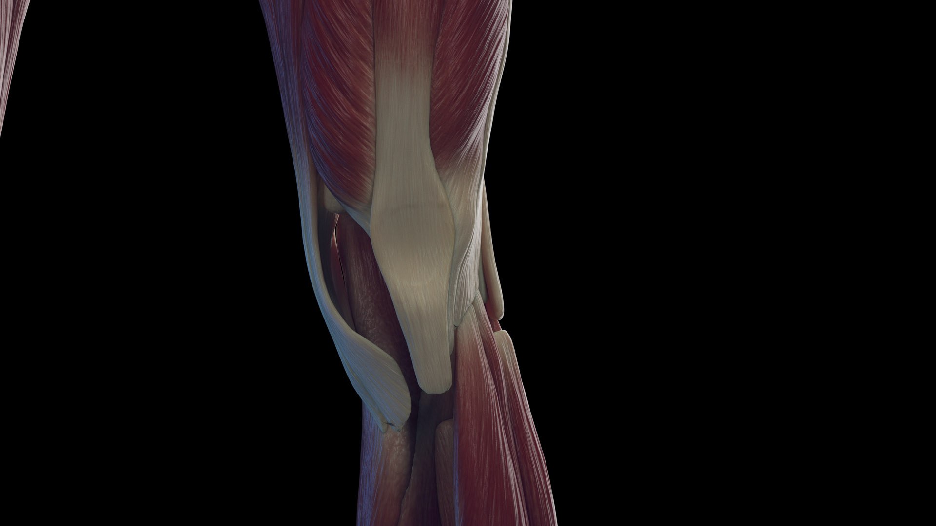 Human Female Body Skeleton And Muscles Static 3D Model - TurboSquid 2064314