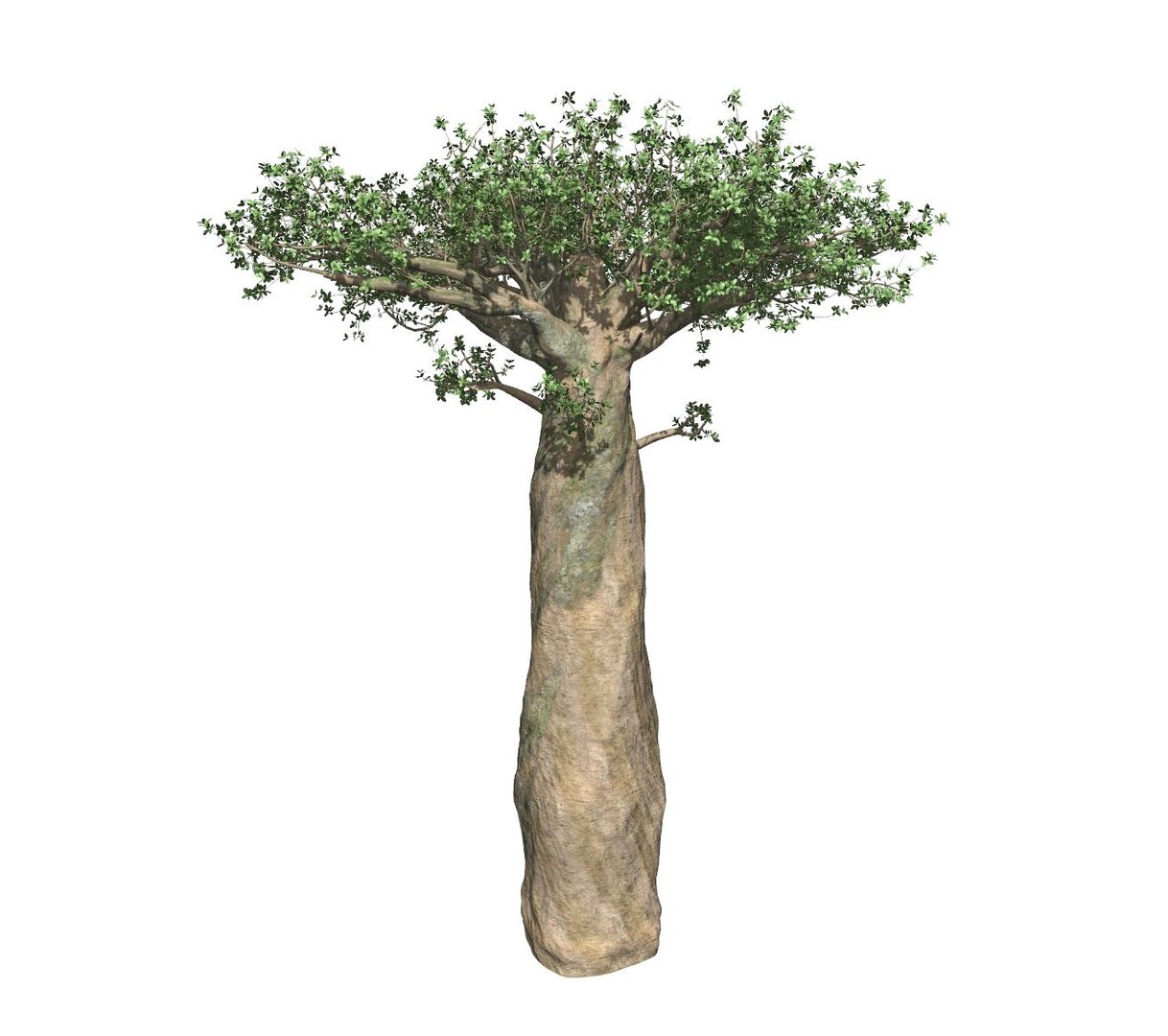 Baobab Model - TurboSquid 1428335