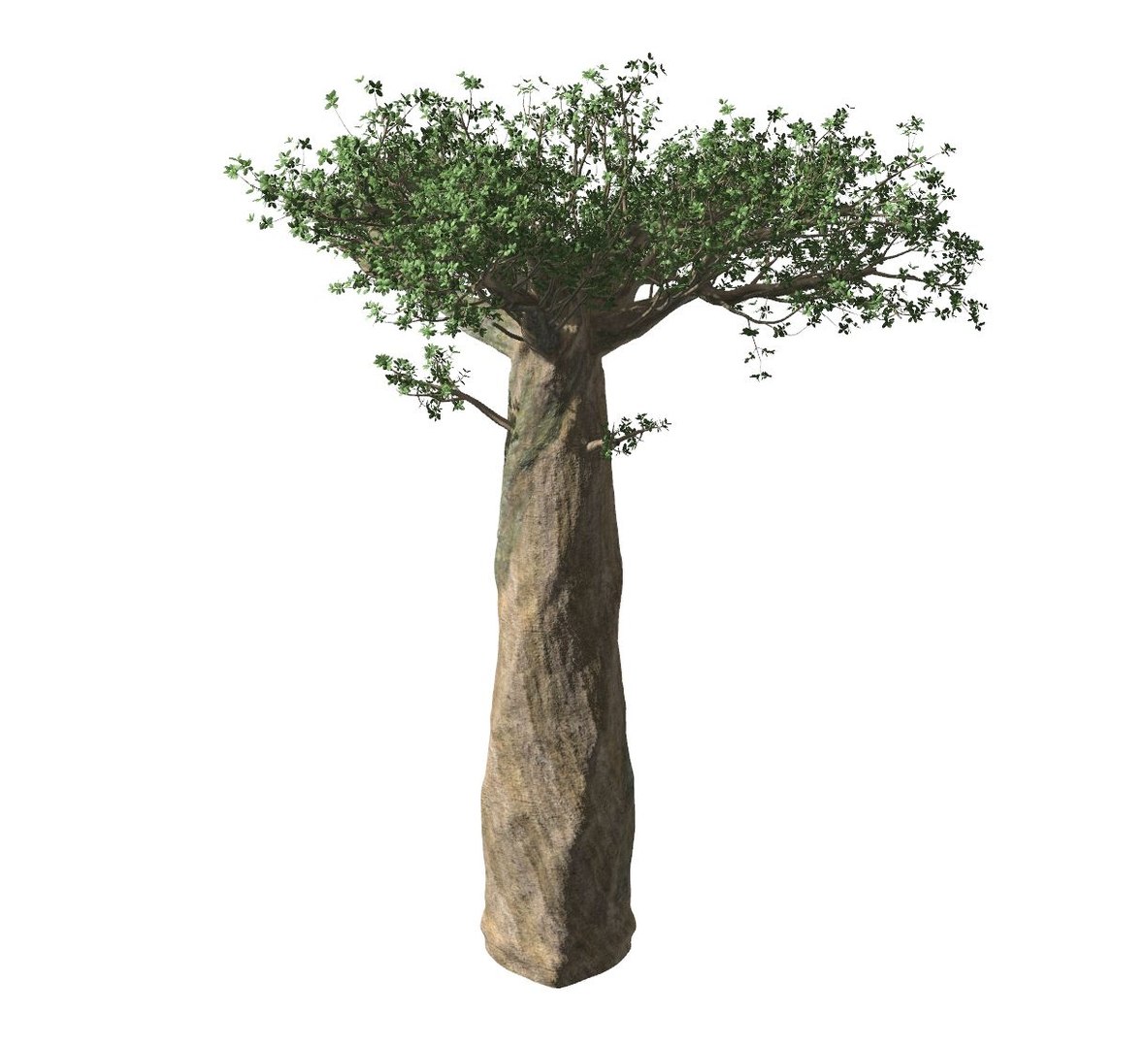 Baobab Model - TurboSquid 1428335
