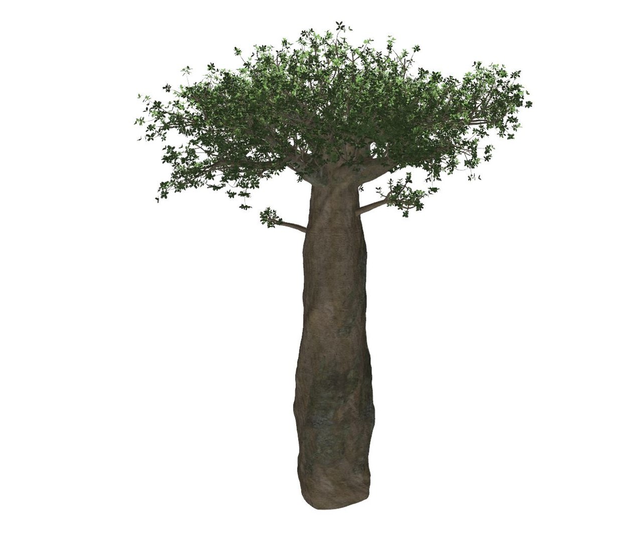 Baobab Model - TurboSquid 1428335