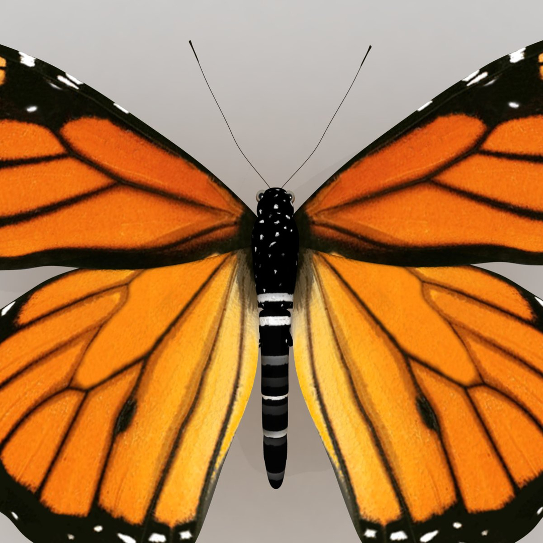 monarch butterfly flower animation 3d obj