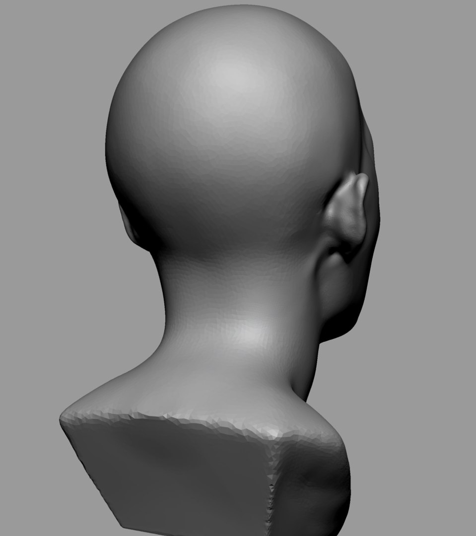 Free 3D Base Female Head Anatomy - TurboSquid 1430534