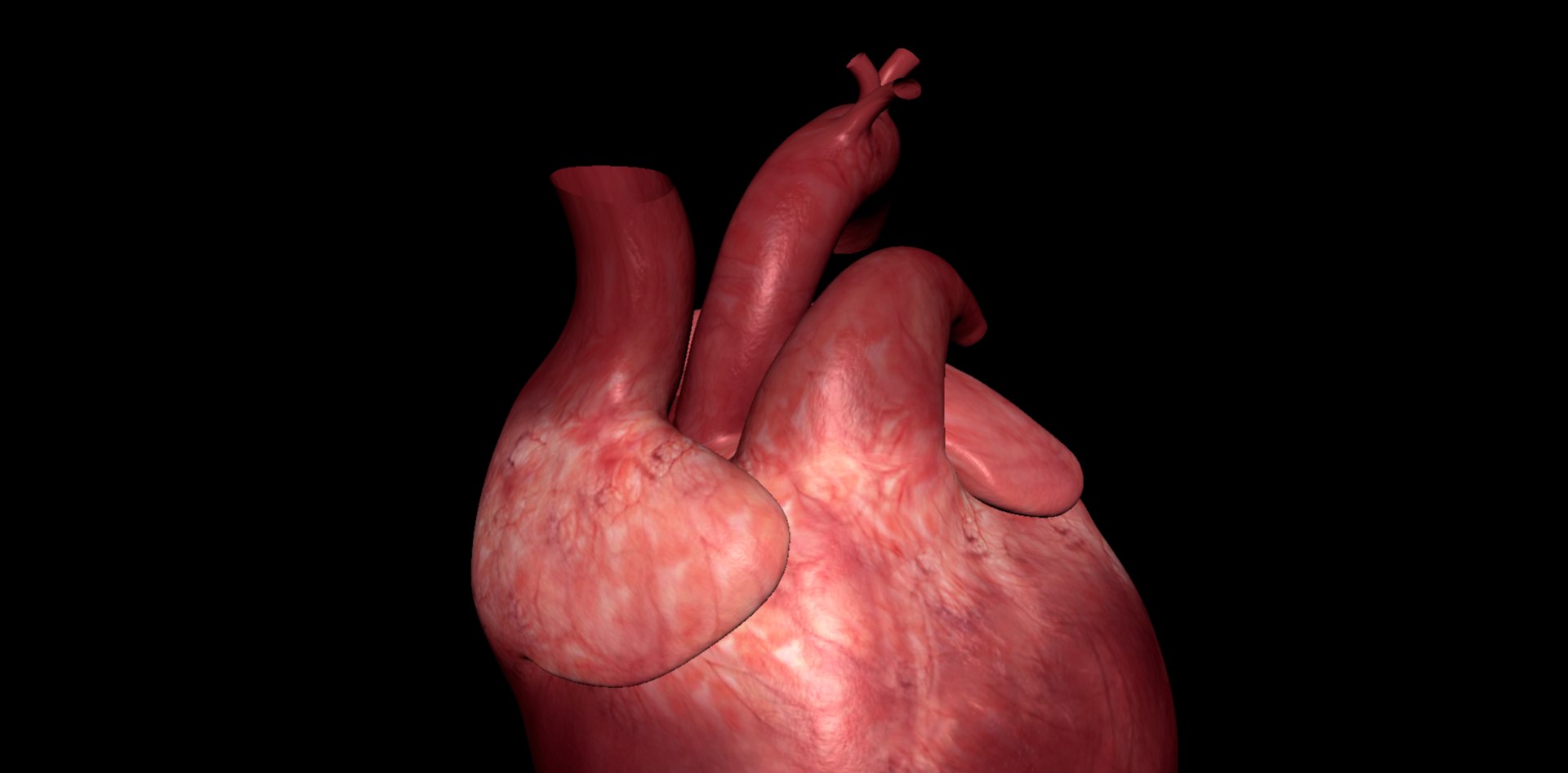 Human Heart 3D - TurboSquid 1410281