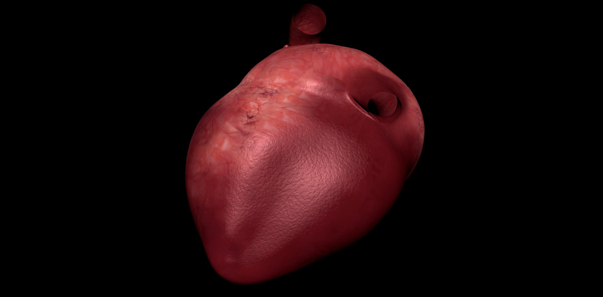 Human Heart 3D - TurboSquid 1410281