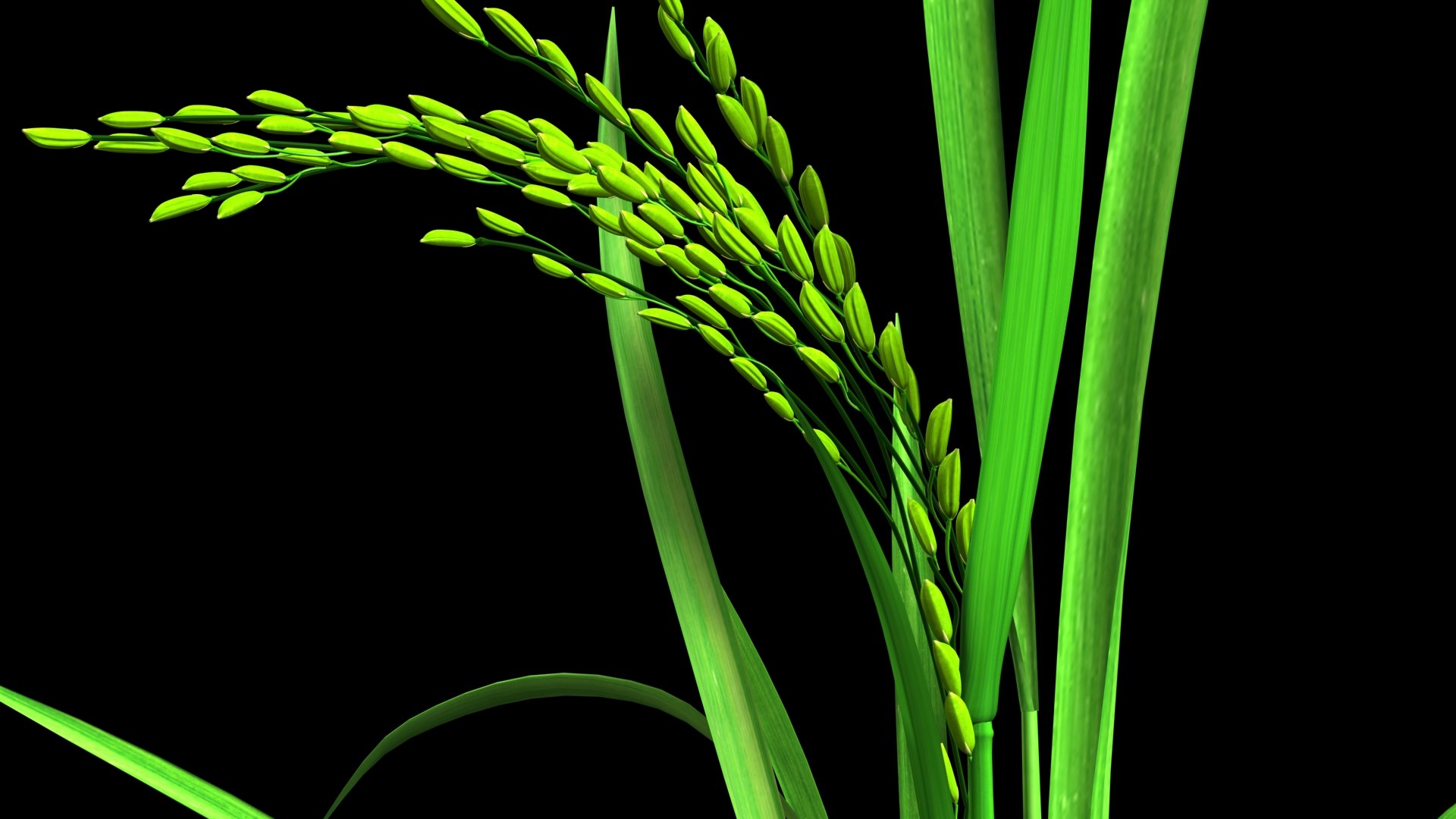 3D PADDY PLANT OPTION 5 - TurboSquid 1855405