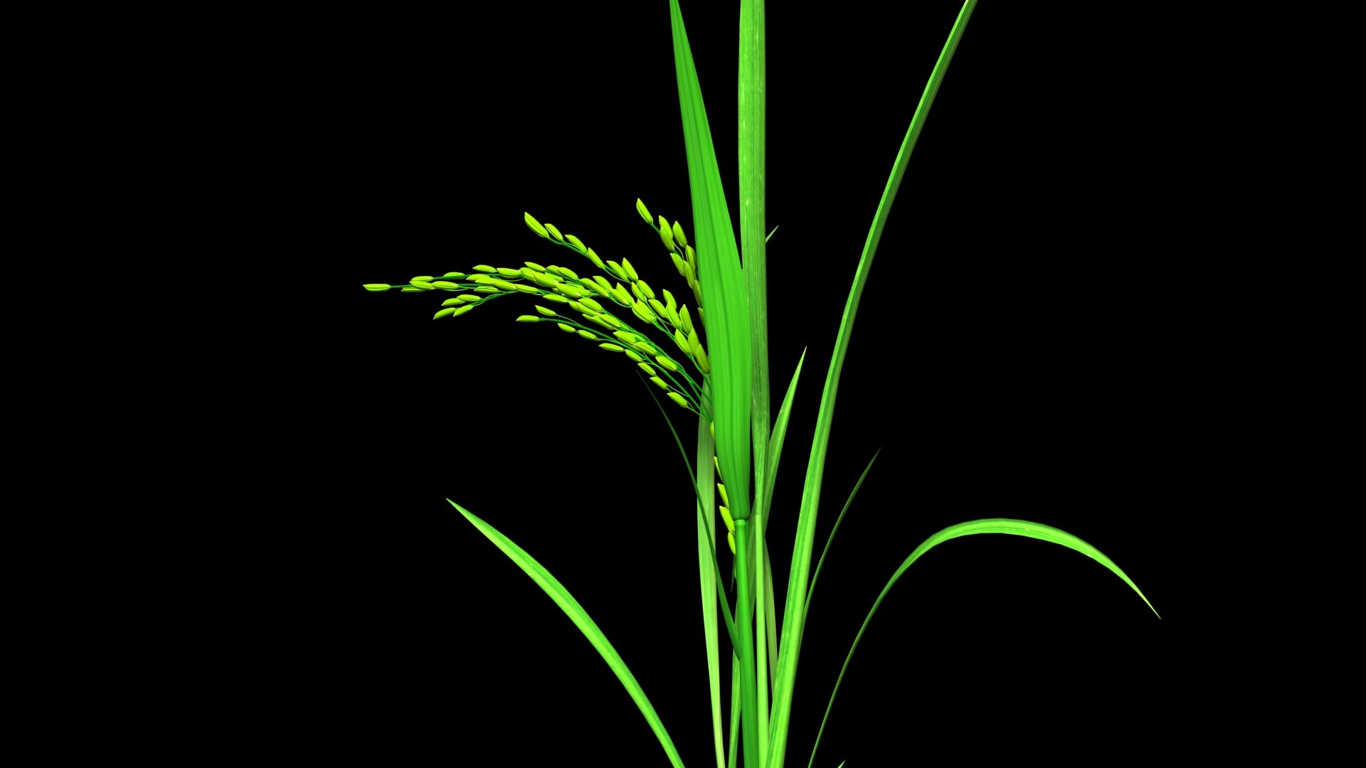3D PADDY PLANT OPTION 5 - TurboSquid 1855405
