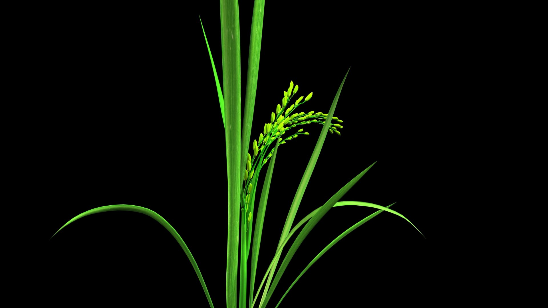 3D PADDY PLANT OPTION 5 - TurboSquid 1855405