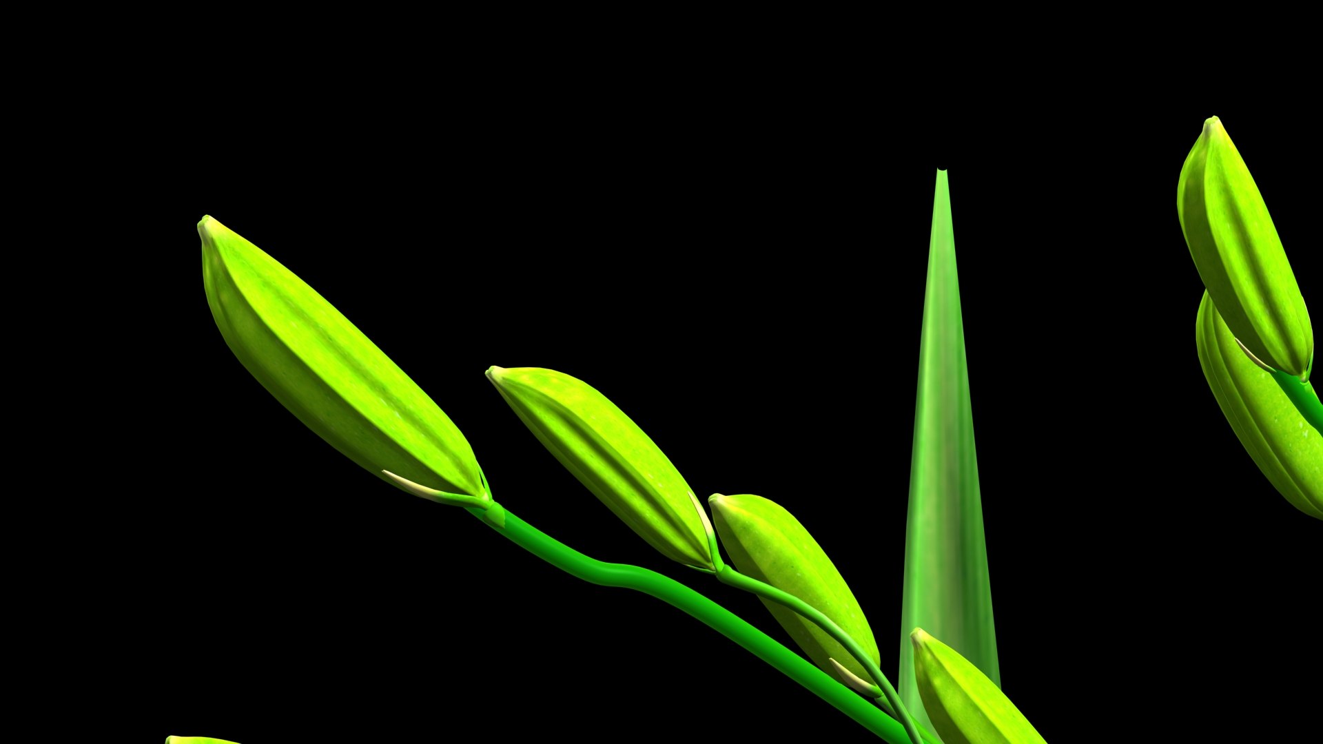 3D PADDY PLANT OPTION 5 - TurboSquid 1855405