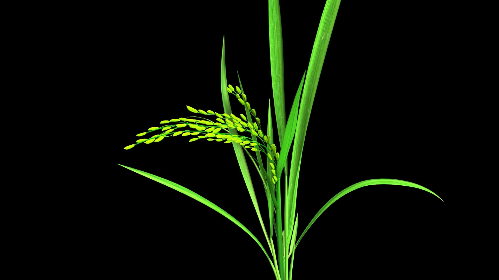 3D PADDY PLANT OPTION 5 - TurboSquid 1855405