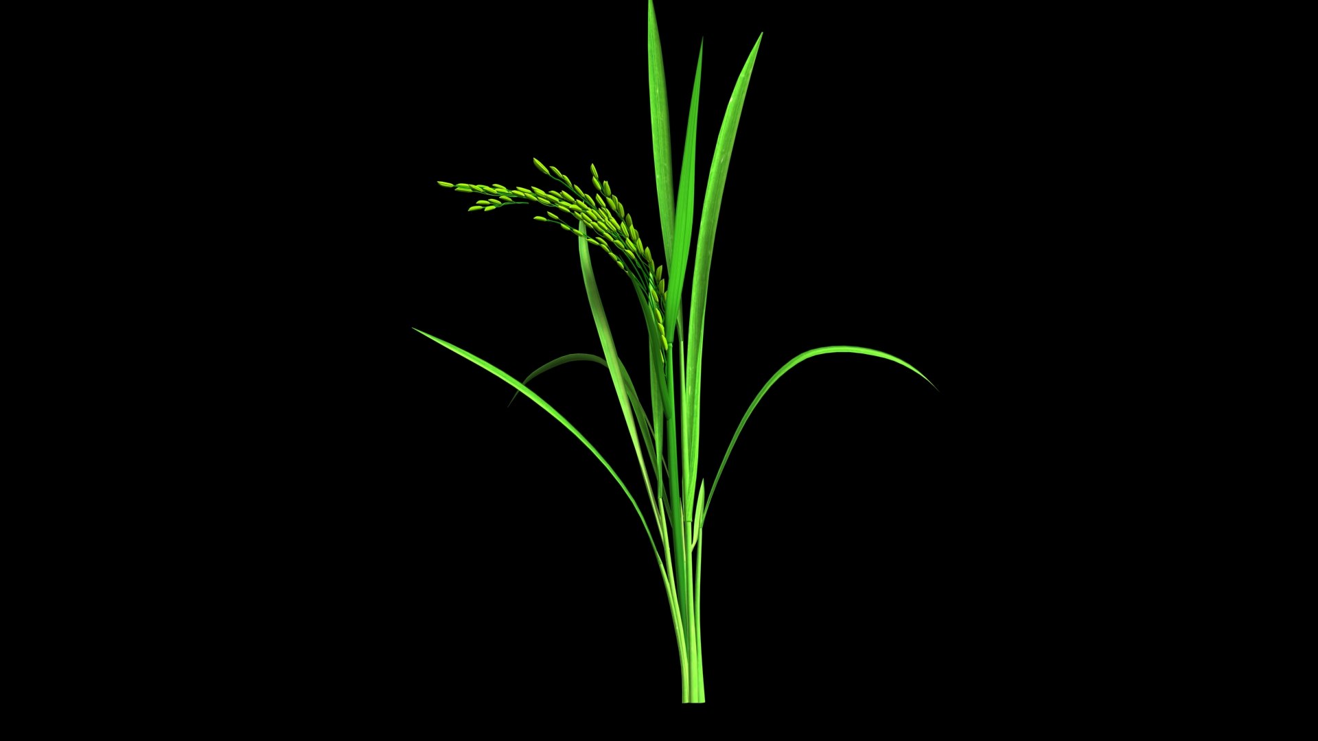 3D PADDY PLANT OPTION 5 - TurboSquid 1855405