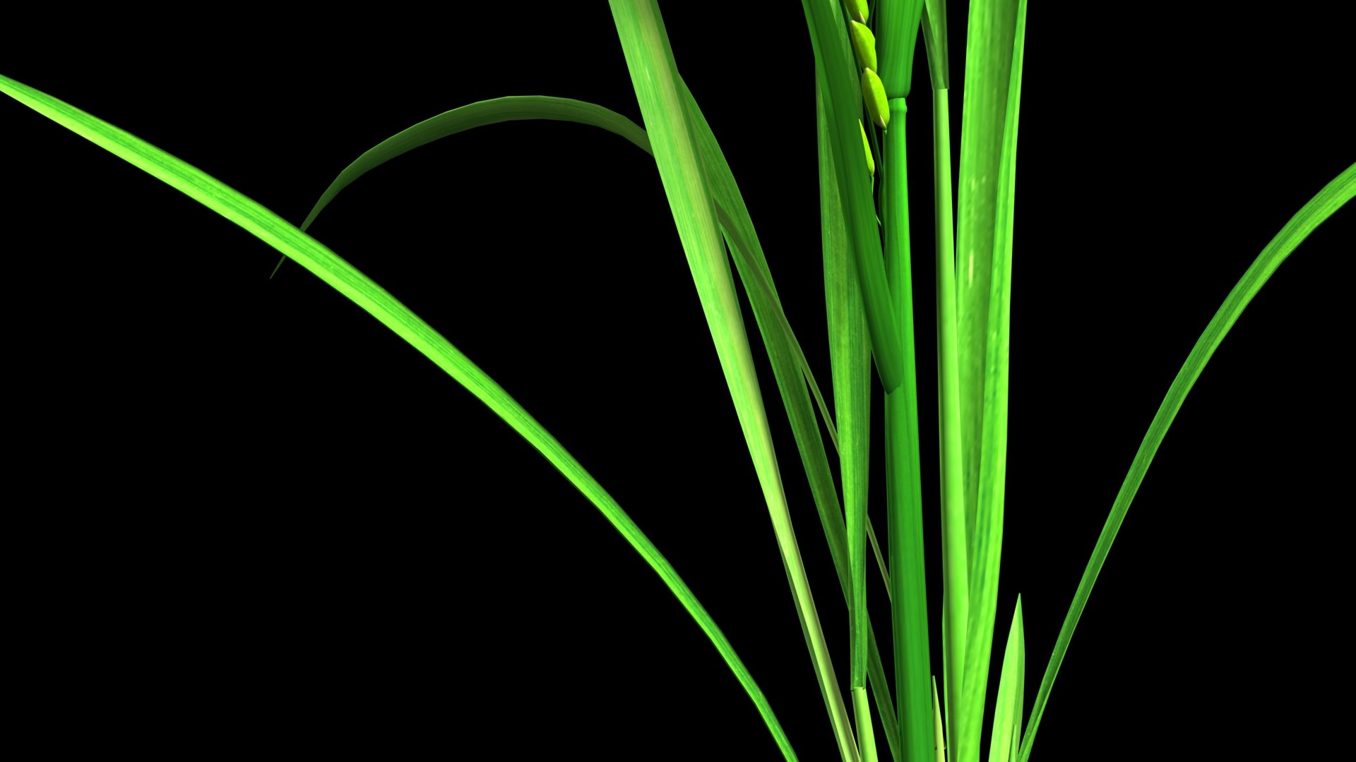 3D PADDY PLANT OPTION 5 - TurboSquid 1855405