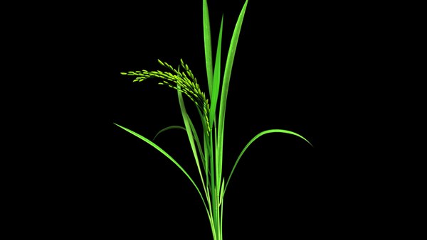 Rice 3D Models for Download | TurboSquid