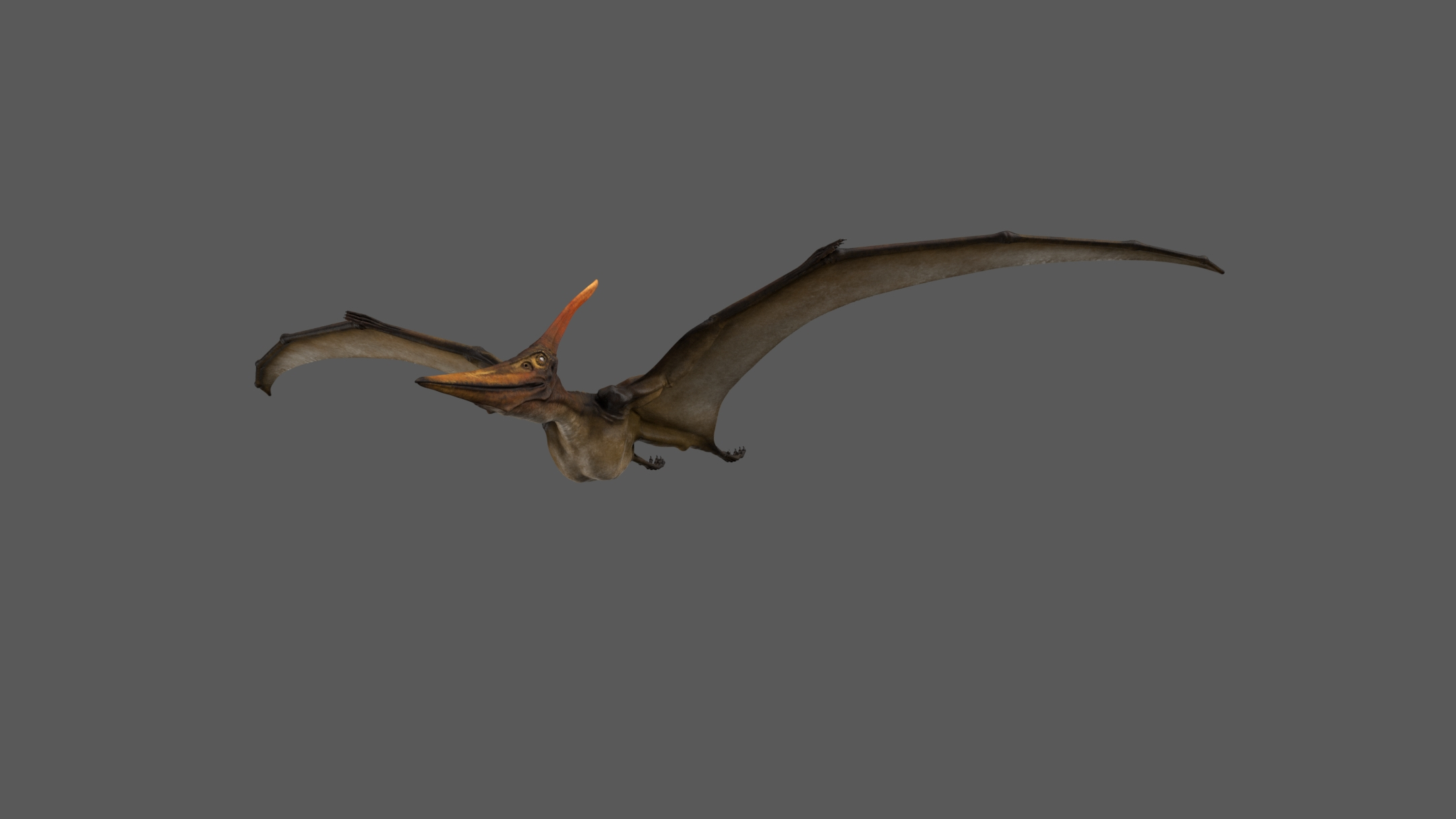 3D model pteranodon longiceps animation flying - TurboSquid 1521767