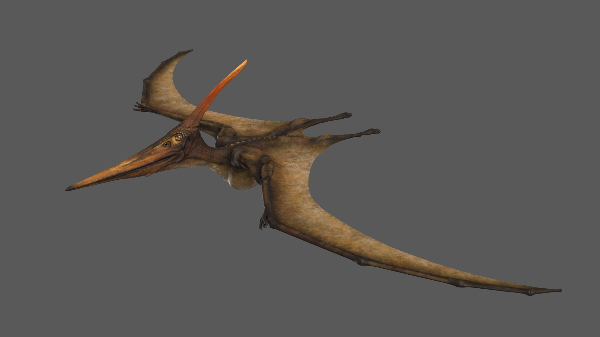 Pteranodon Longiceps 애니메이션 3D 모델 - TurboSquid 1521767