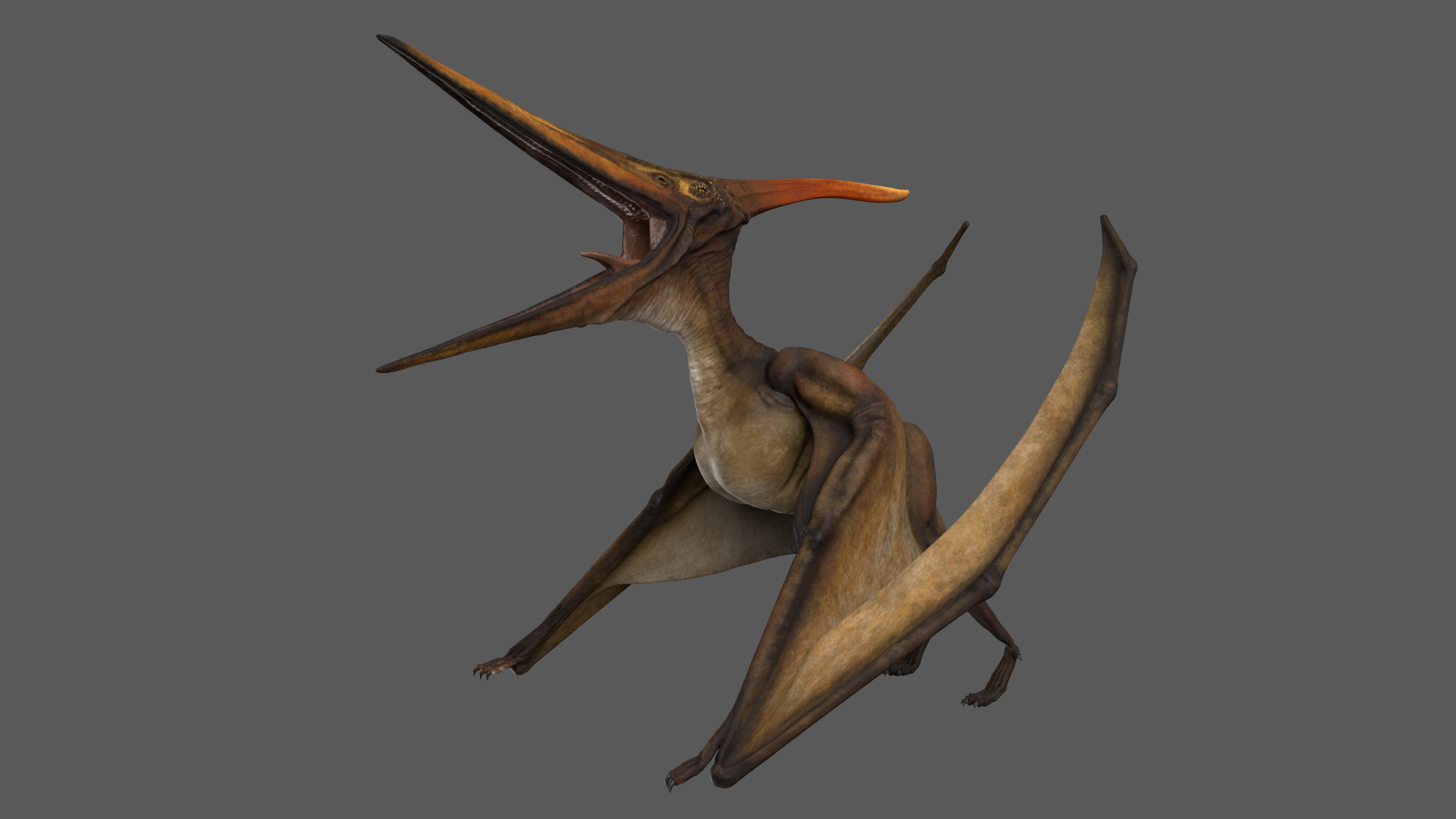 Pteranodon Longiceps 애니메이션 3D 모델 - TurboSquid 1521767
