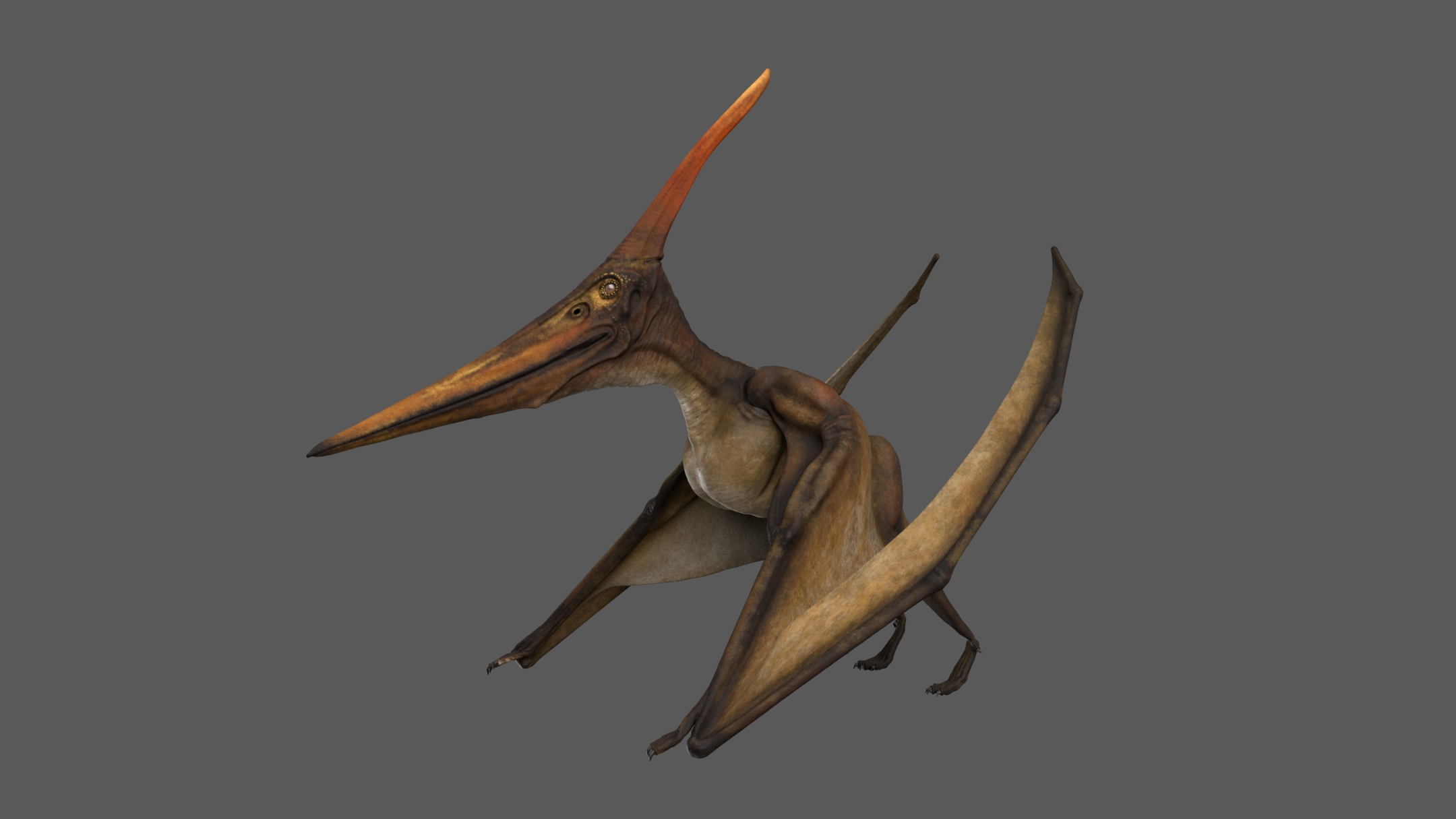 Pteranodon Longiceps 애니메이션 3D 모델 - TurboSquid 1521767