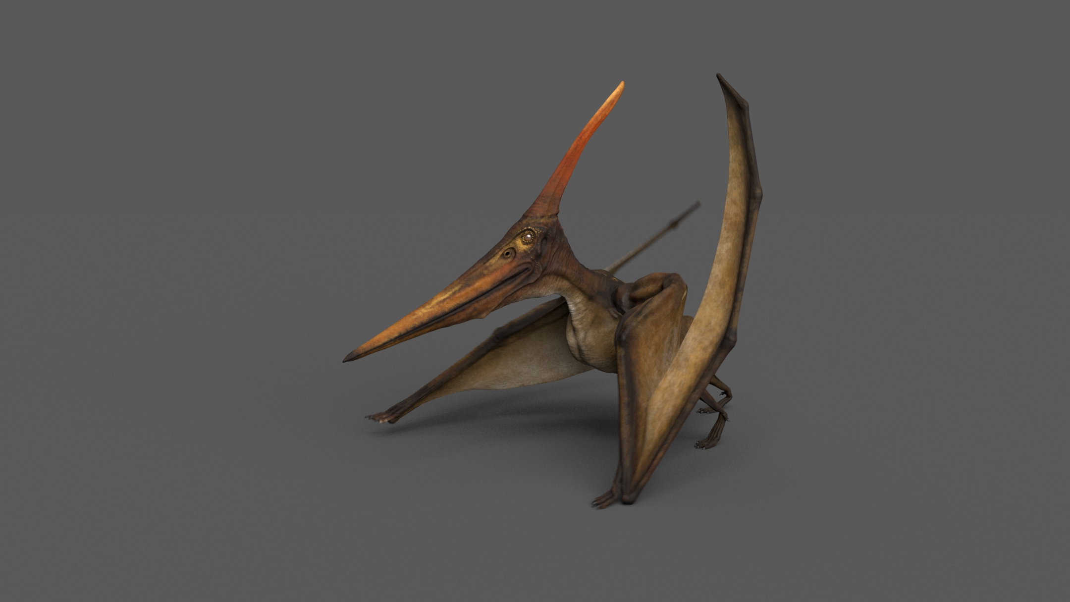 Pteranodon Longiceps 애니메이션 3D 모델 - TurboSquid 1521767