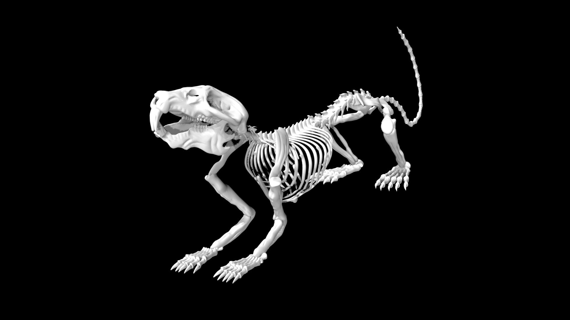 3D Rigged Rat Skeleton Model - TurboSquid 1859081