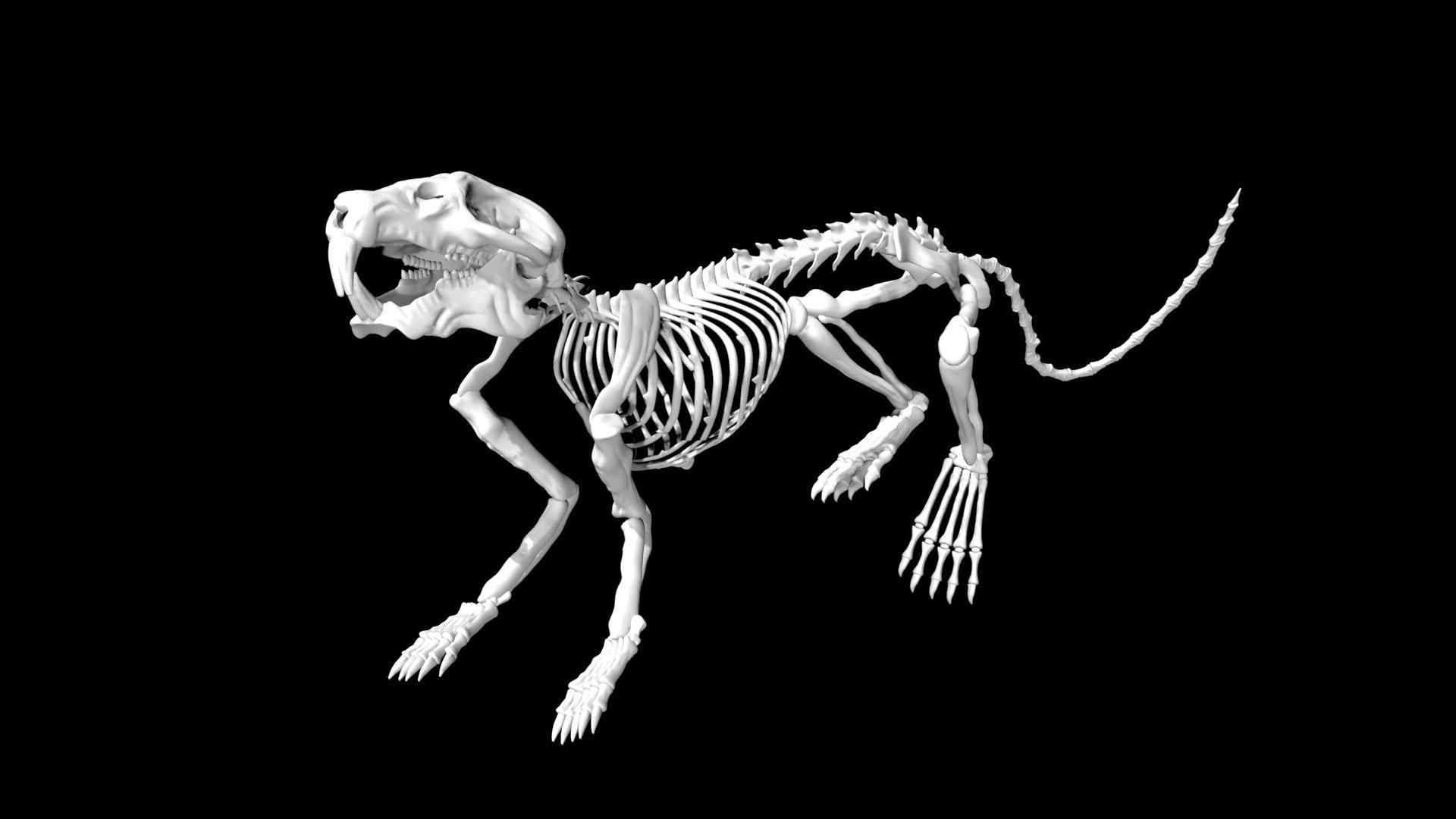 3D Rigged Rat Skeleton Model - TurboSquid 1859081