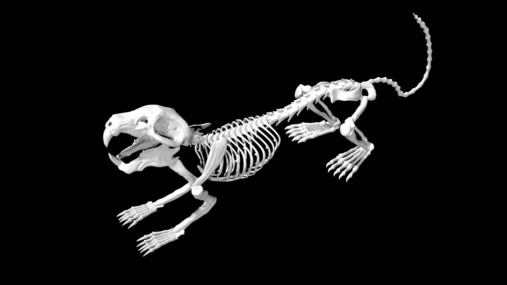 3D Rigged Rat Skeleton Model - TurboSquid 1859081