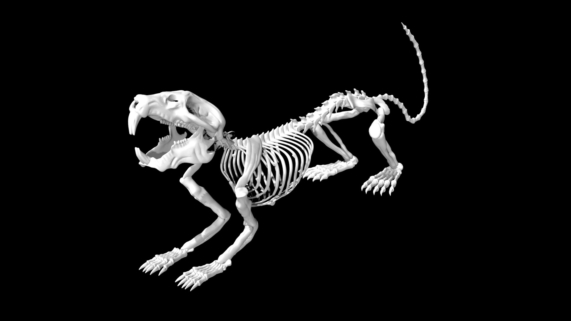3D Rigged Rat Skeleton Model - TurboSquid 1859081