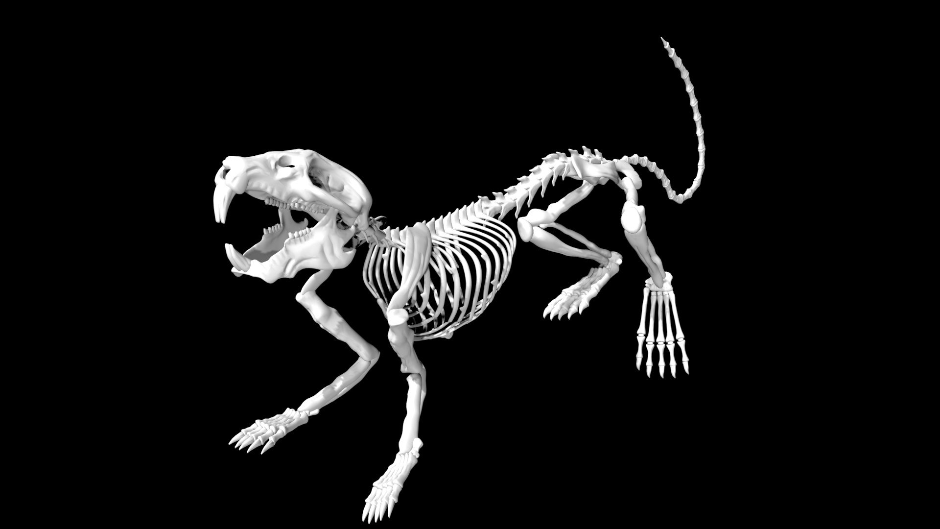 3D Rigged Rat Skeleton Model - TurboSquid 1859081