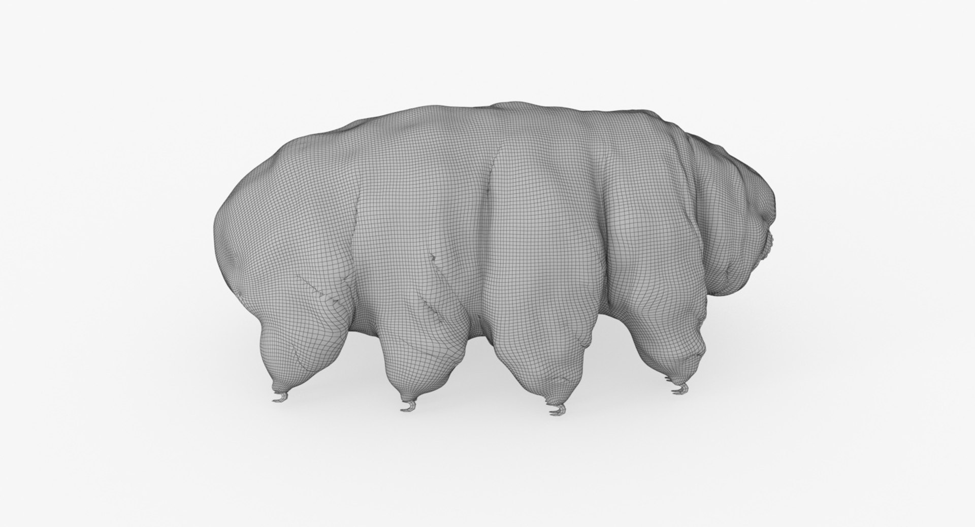 Water bear 3D model - TurboSquid 1359161