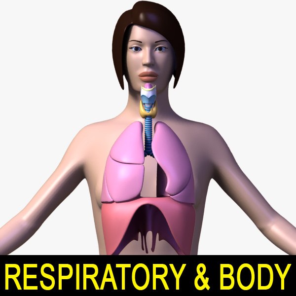 3d female body respiratory