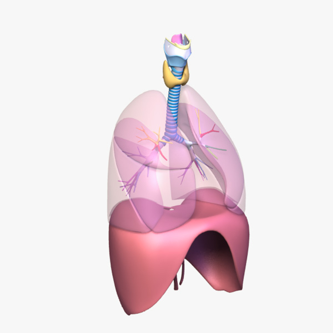 3d Female Body Respiratory