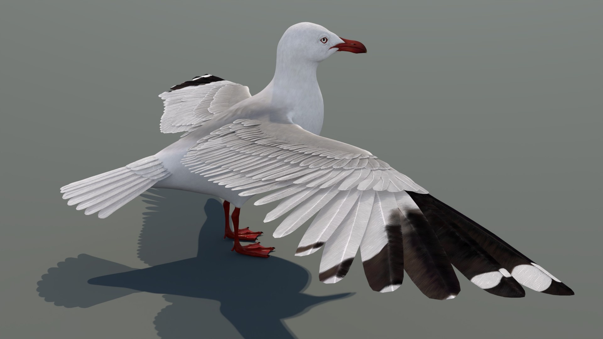 3D Seagull 3D Model Model - TurboSquid 2390122
