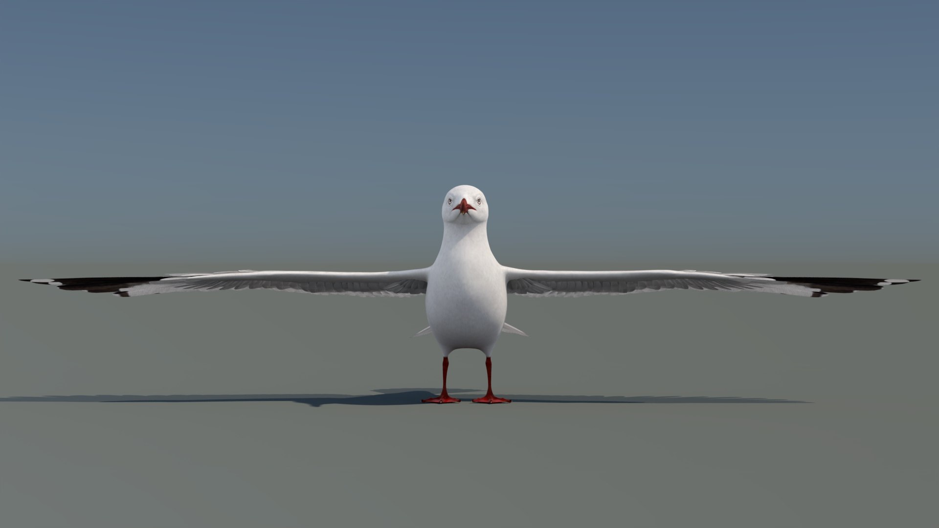 3D Seagull 3D Model Model - TurboSquid 2390122