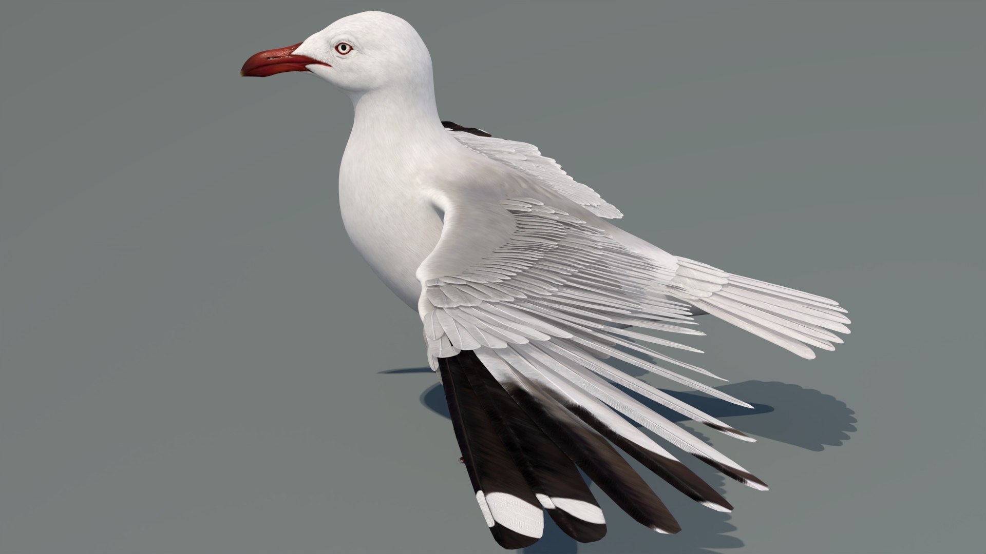 3D Seagull 3D Model Model - TurboSquid 2390122