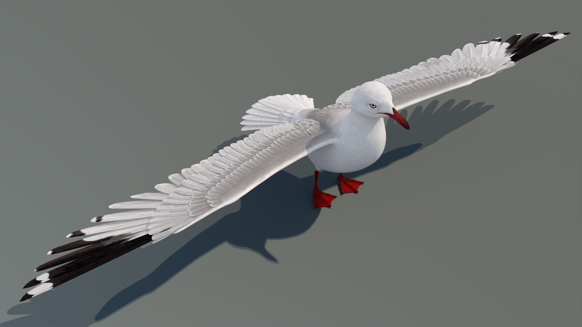 3D Seagull 3D Model Model - TurboSquid 2390122