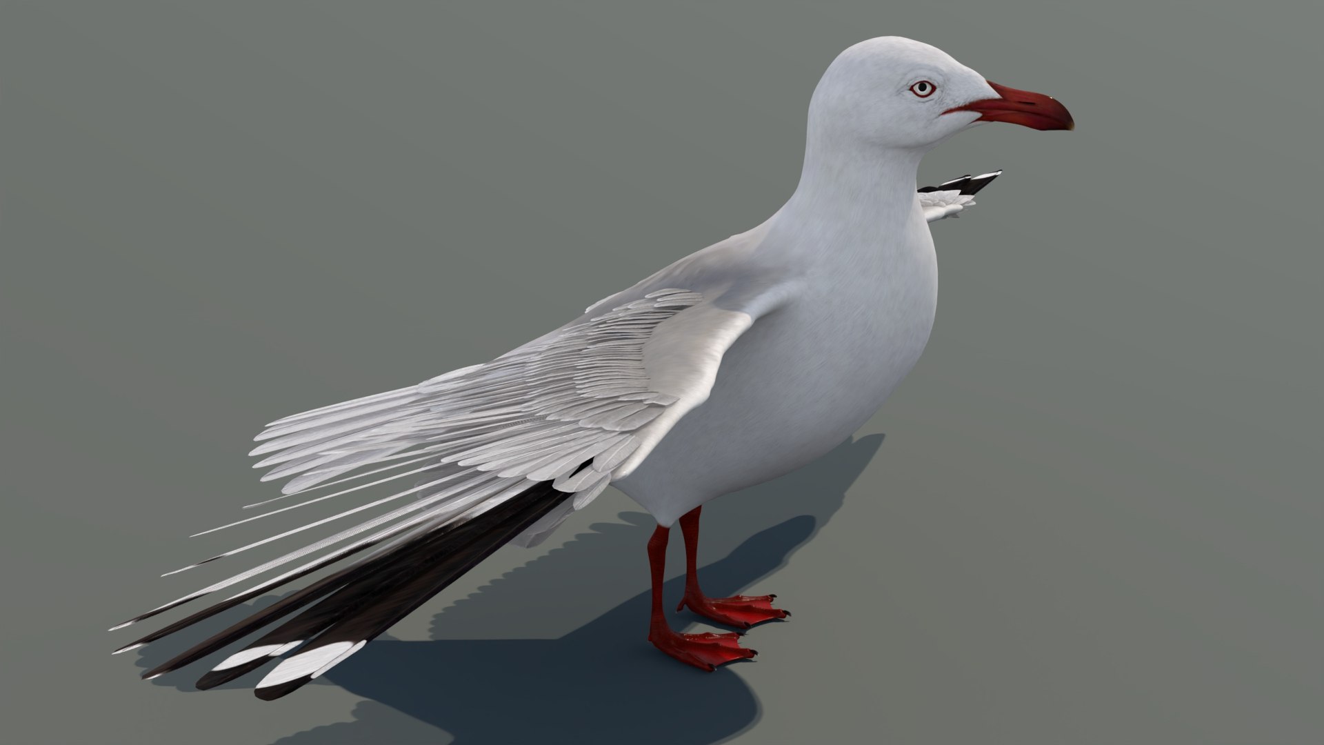3D Seagull 3D Model Model - TurboSquid 2390122