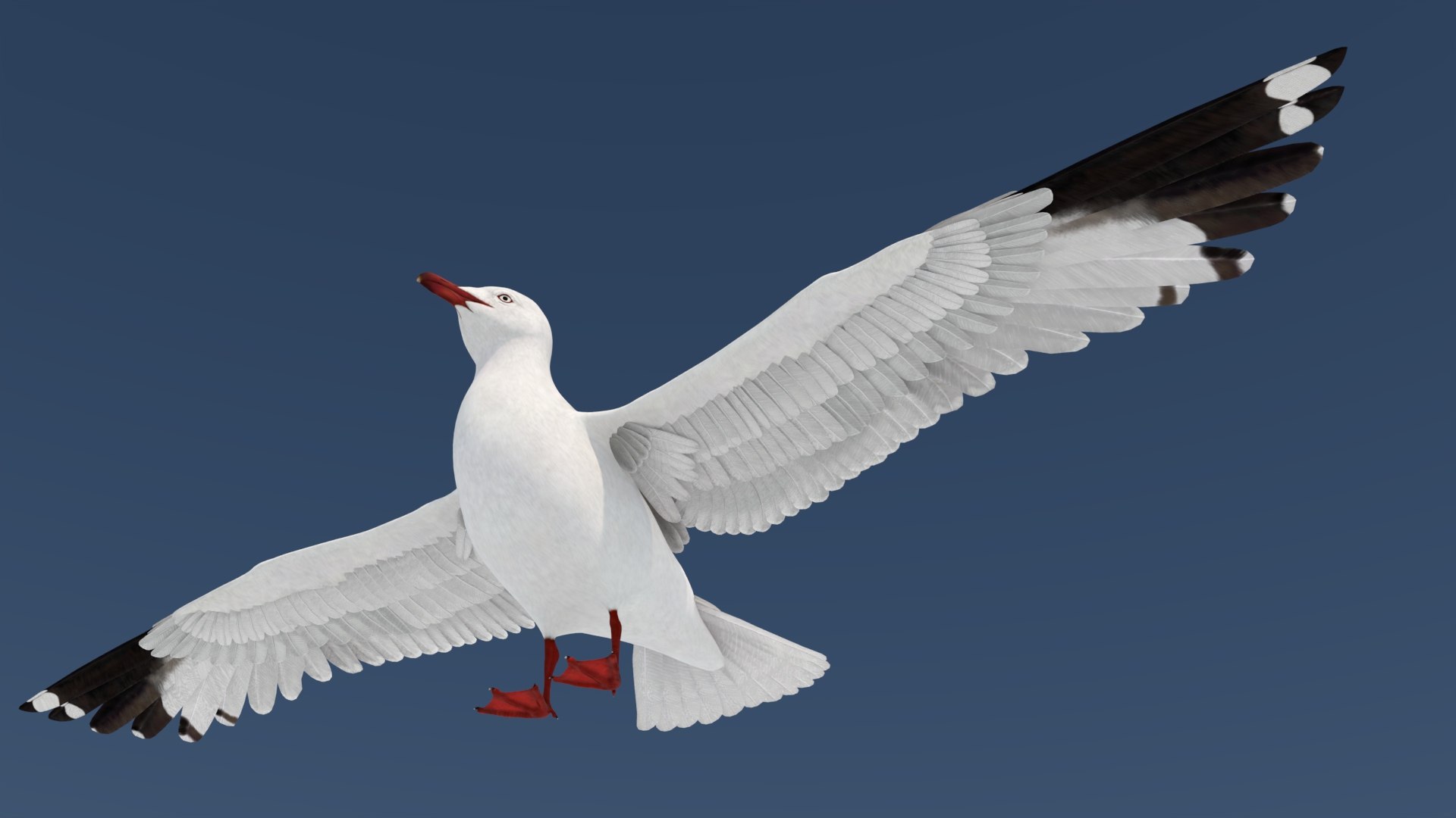 3D Seagull 3D Model Model - TurboSquid 2390122