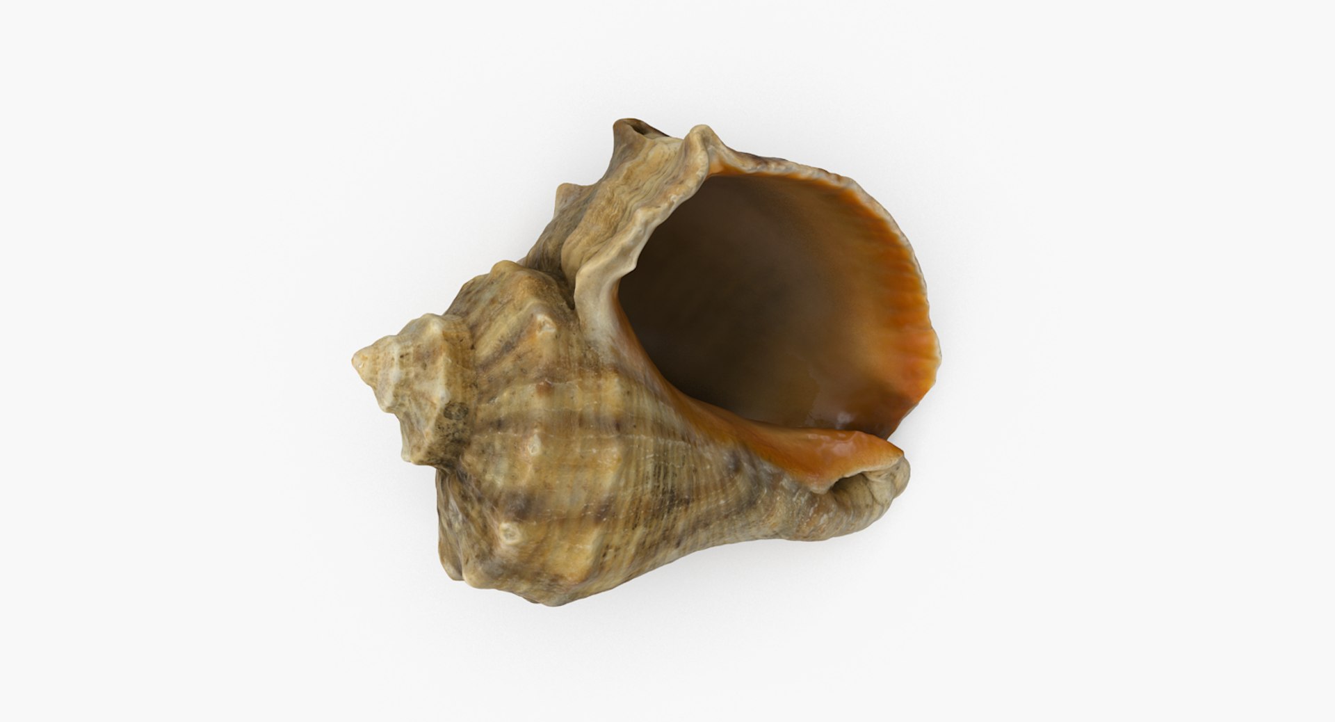 3D Seashell Shell Sea - TurboSquid 1220428
