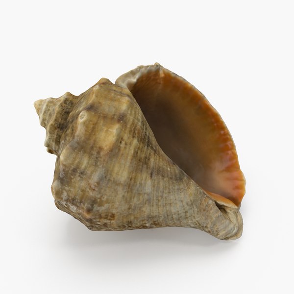 3D seashell shell sea - TurboSquid 1220428
