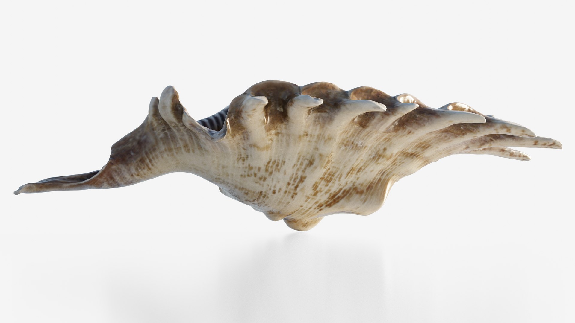 3D Scanned Seashell - TurboSquid 2345933