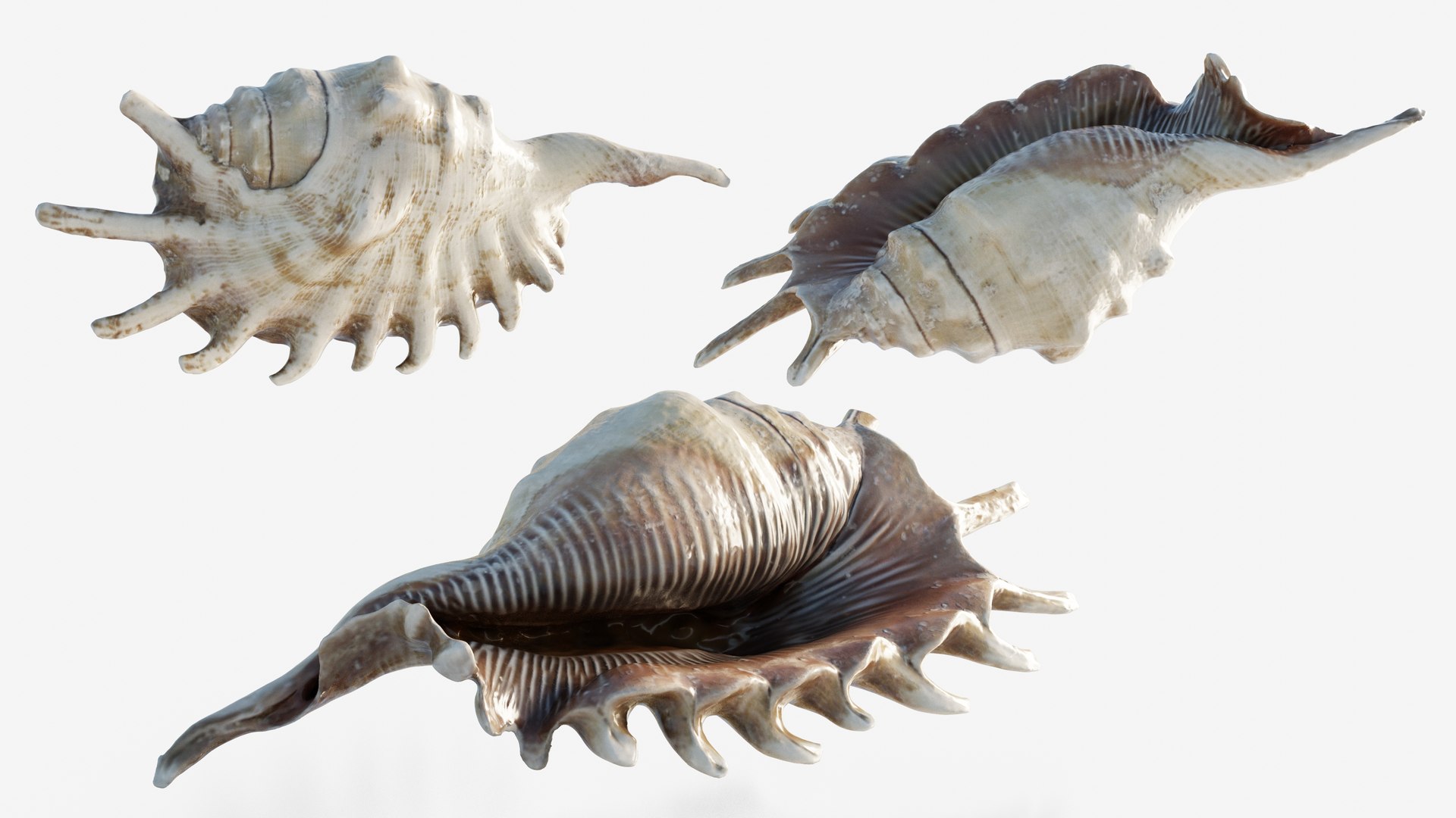 3D Scanned Seashell - TurboSquid 2345933
