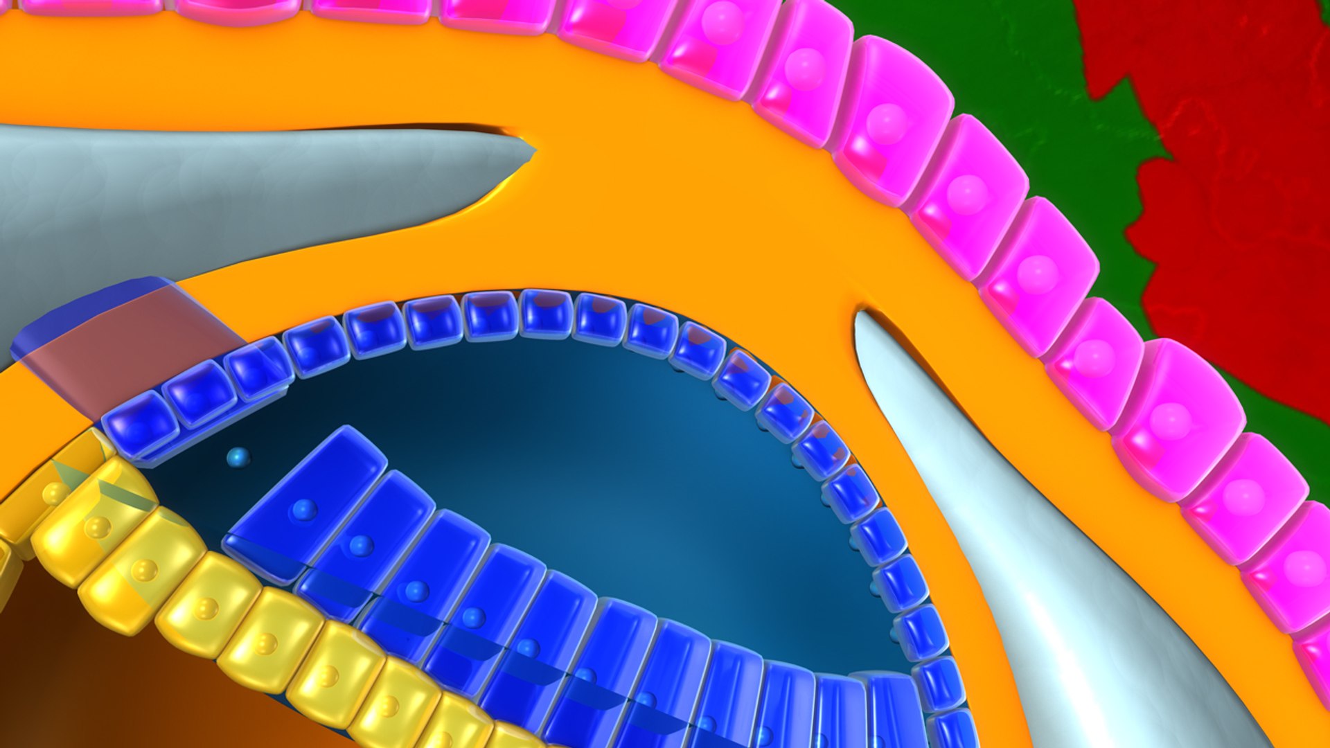 Primary Germ Layer Obj