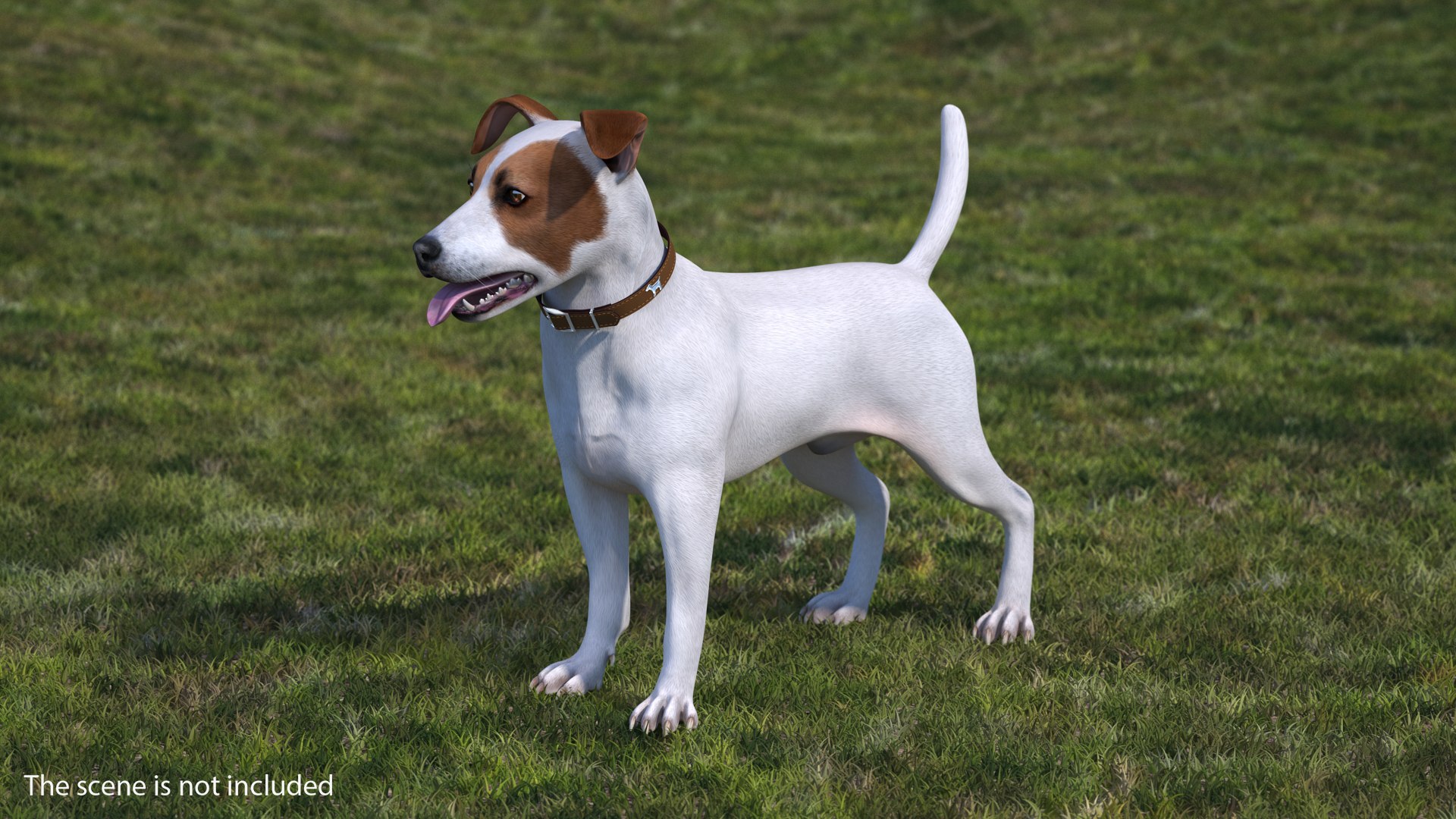 Jack Russell Terrier White Model - TurboSquid 1457686