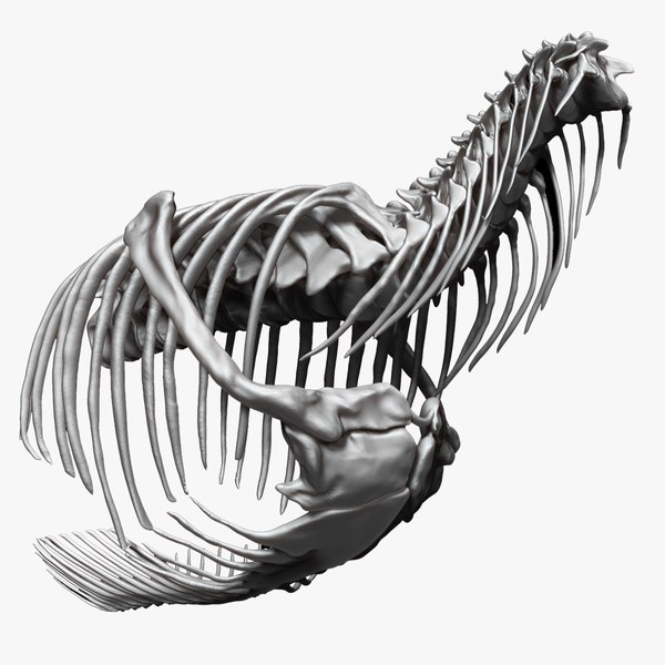 modelo 3d Tarbosaurus Bataar Rib and Neck Set - TurboSquid 1902221