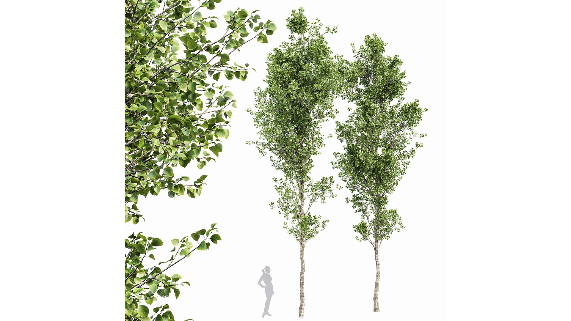 Birch 2trees 3D Model - TurboSquid 2243631