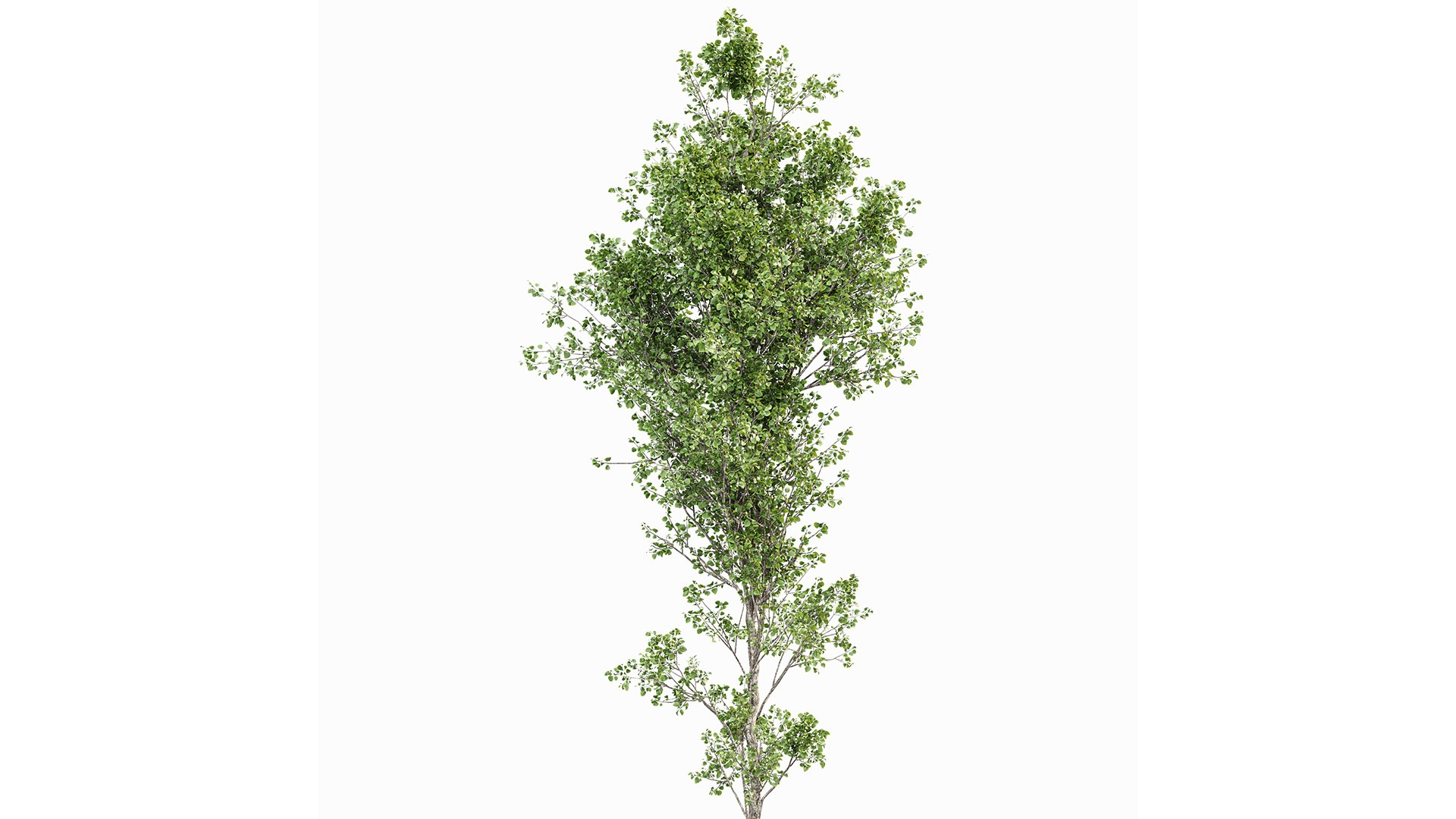 Birch 2trees 3D Model - TurboSquid 2243631