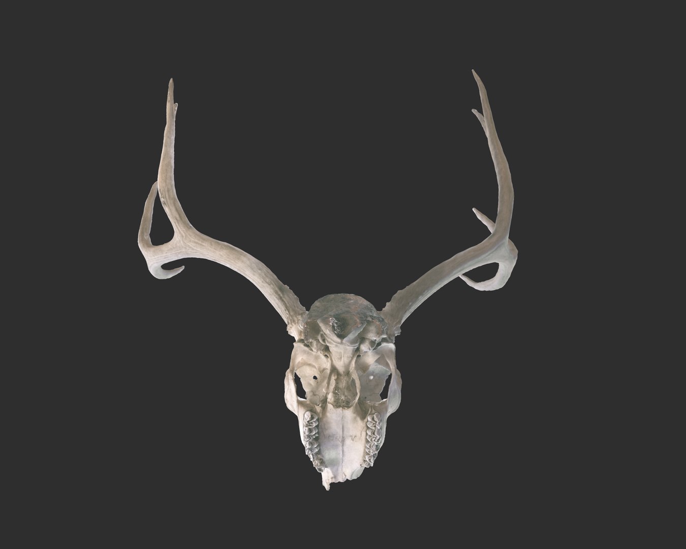 Deer Skull 3D Model - TurboSquid 1628671