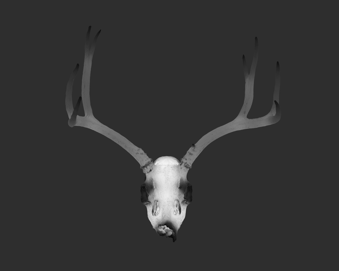Deer skull 3D model - TurboSquid 1628671