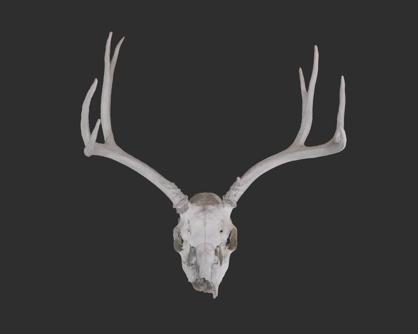 Deer Skull 3D Model - TurboSquid 1628671